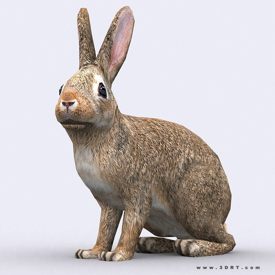3D model 3DRT - Hare VR / AR / low-poly rigged animated - CGTrader.com
