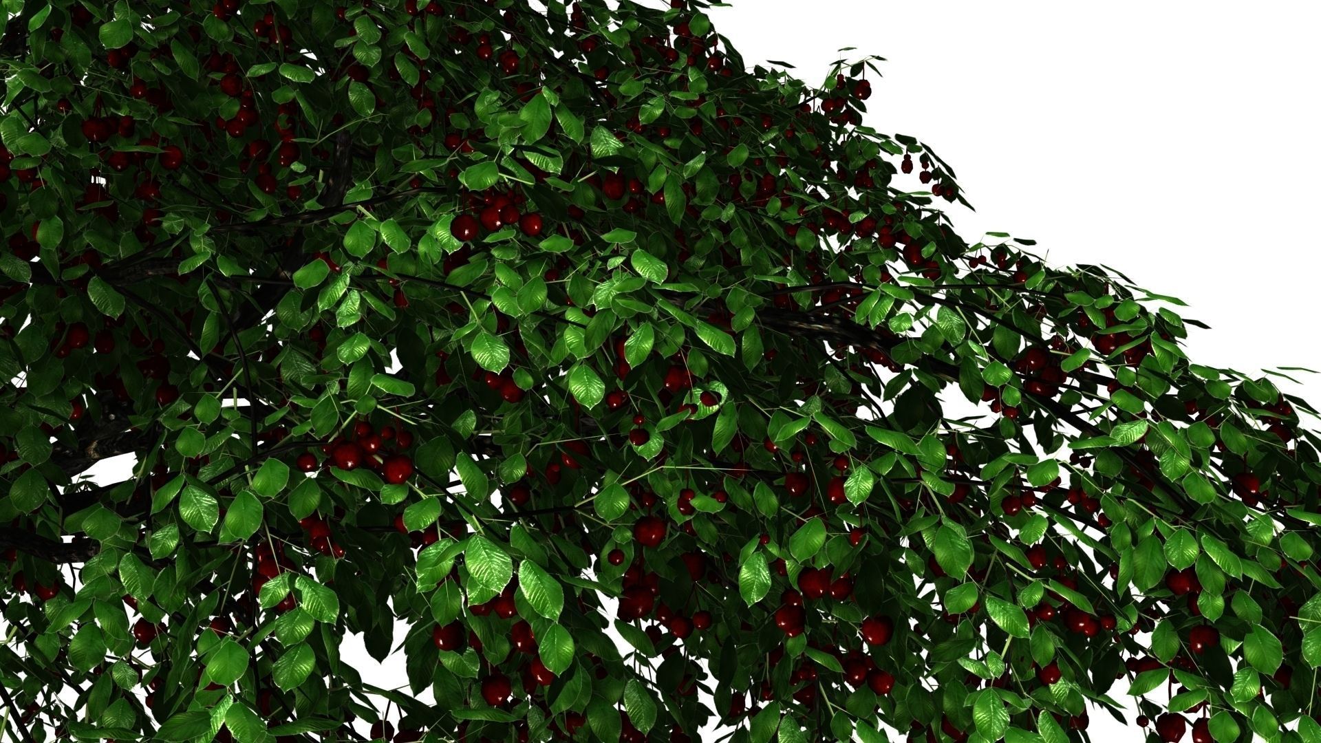 3D model Cherry Tree Pack - All Three Seasons VR / AR / low-poly | CGTrader