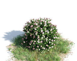 Oleander 3D Models | CGTrader