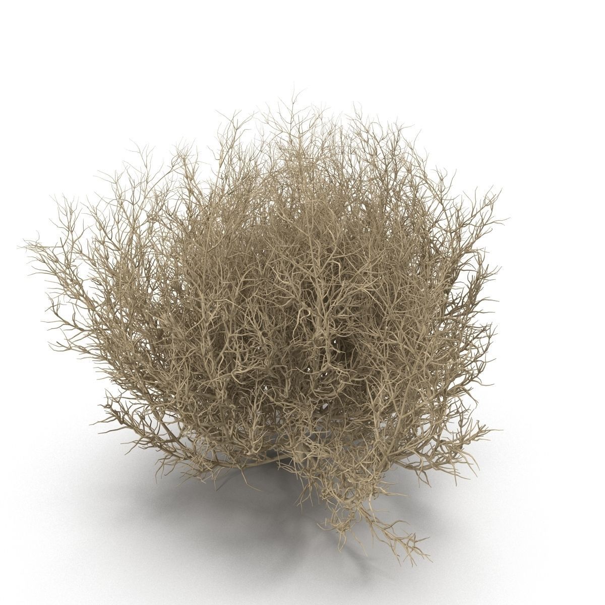 Tumbleweed 3D model | CGTrader