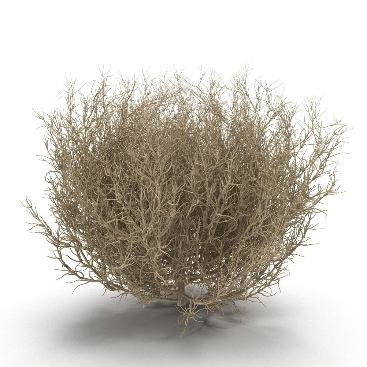 Tumbleweed 3D model | CGTrader