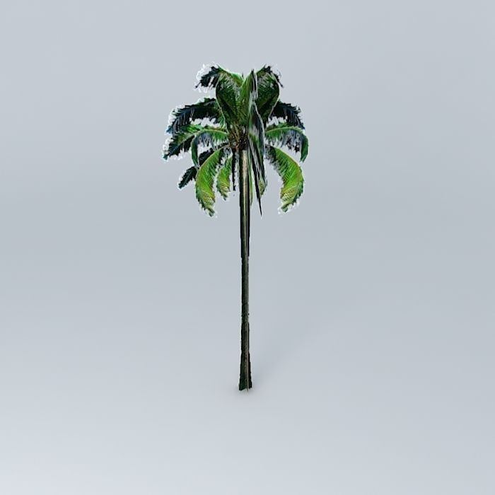 Coconut Tree free 3D model | CGTrader