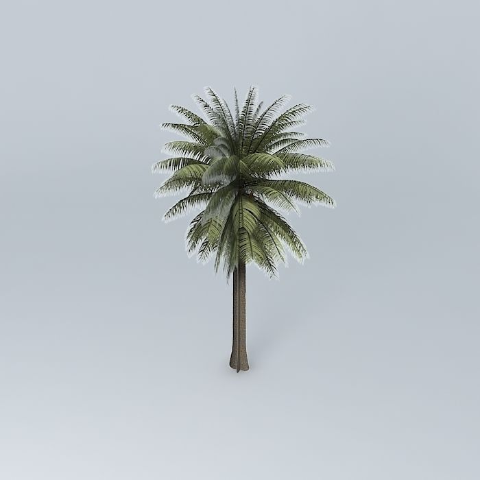 Bread Palm Cycas rumphii 01 free 3D model | CGTrader