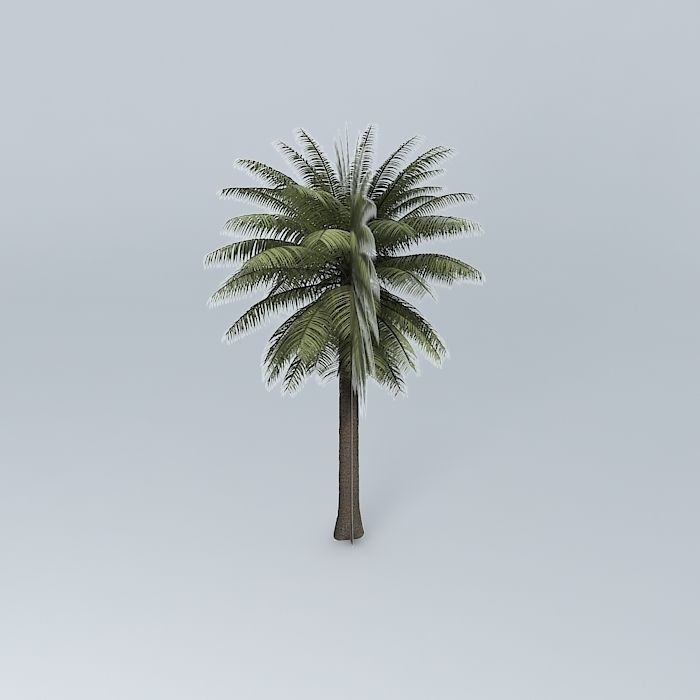 Bread Palm Cycas rumphii 01 free 3D model | CGTrader