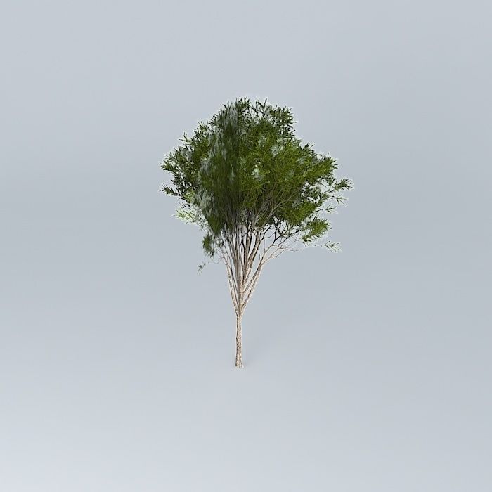 Australian Tea Tree Melaleuca alternifolia 1 free 3D model | CGTrader