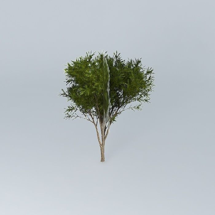Australian Tea Tree Melaleuca alternifolia 3 free 3D model | CGTrader