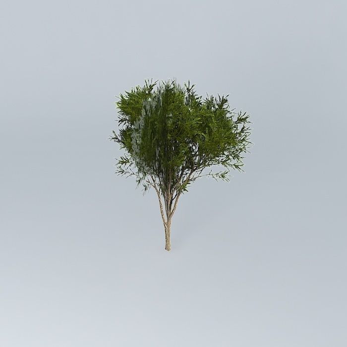 Australian Tea Tree Melaleuca alternifolia 3 free 3D model | CGTrader
