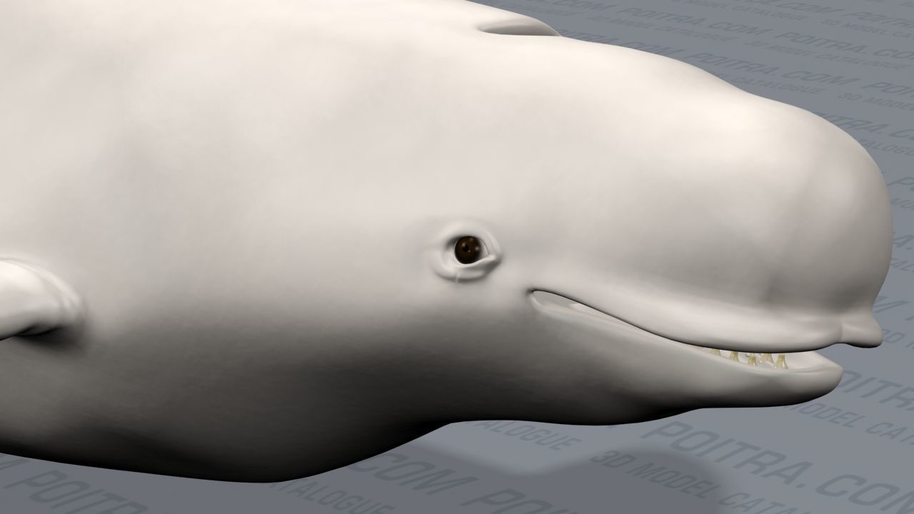 Beluga Whales Family -Delphinapterus Leucas- Male Female Calf - 3D ...