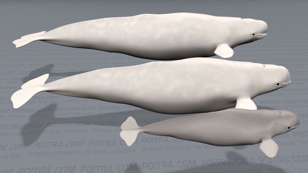 Beluga Whales Family -Delphinapterus Leucas- Male Female Calf - 3D ...