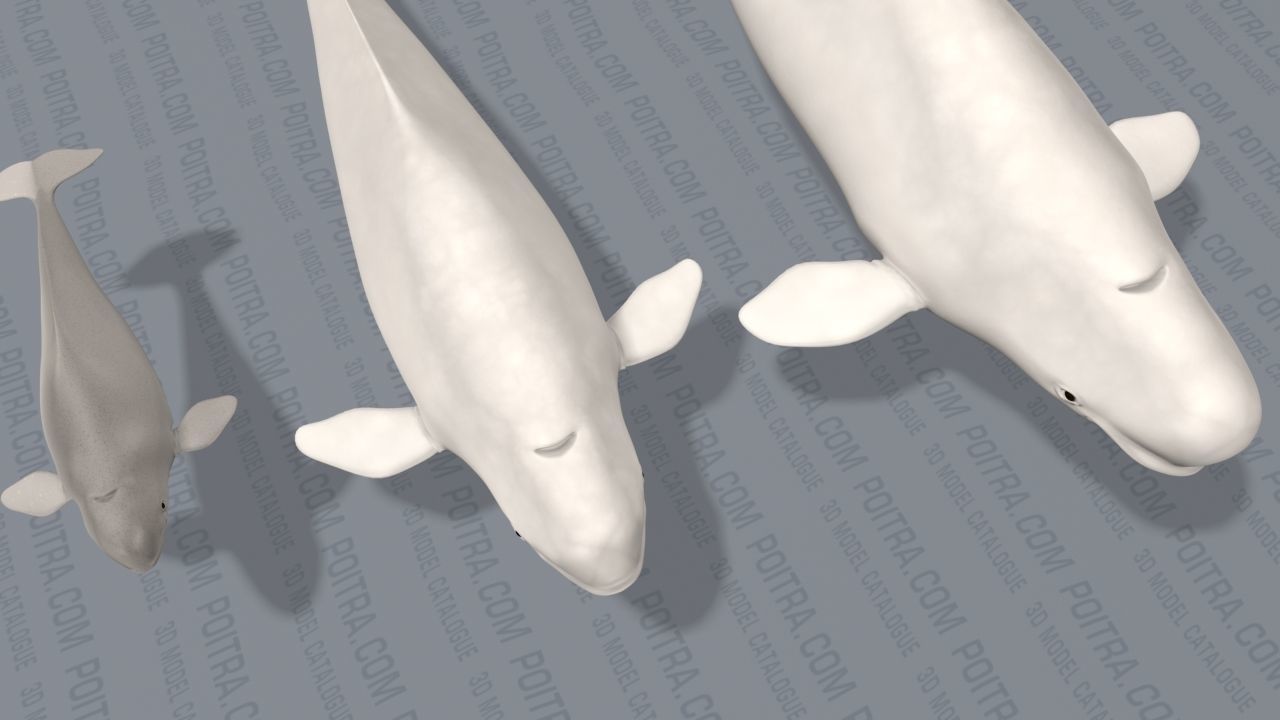Beluga Whales Family -Delphinapterus Leucas- Male Female Calf - 3D ...