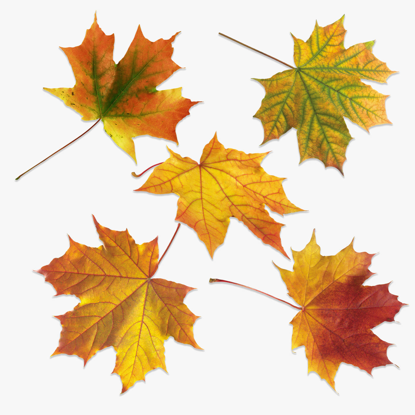 Leaf maple texture 01 free Texture | CGTrader