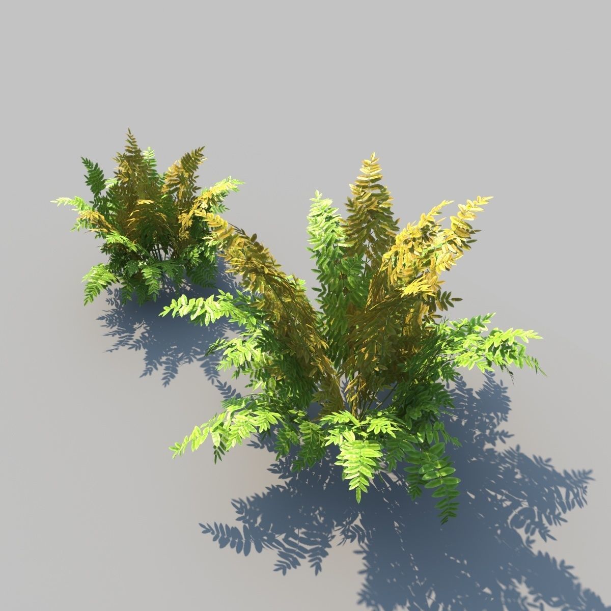 Autumn Fern B With Animation 3D model animated | CGTrader