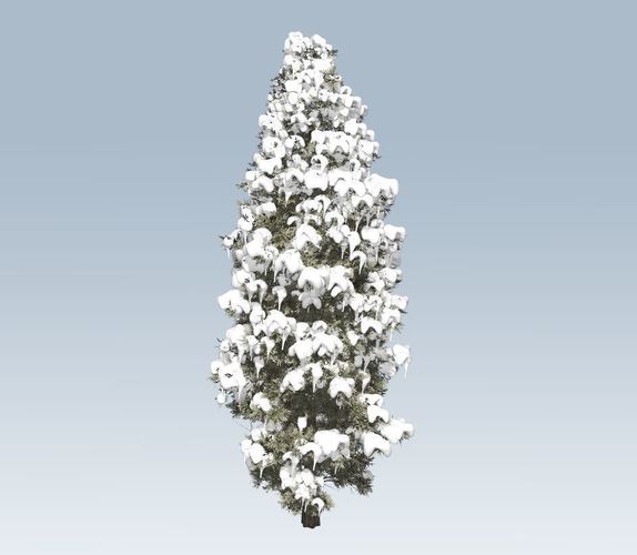 Winter cedar tree 3D model | CGTrader
