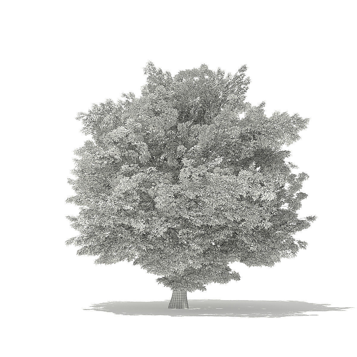 American Beech 3D Model 8m 3D model | CGTrader