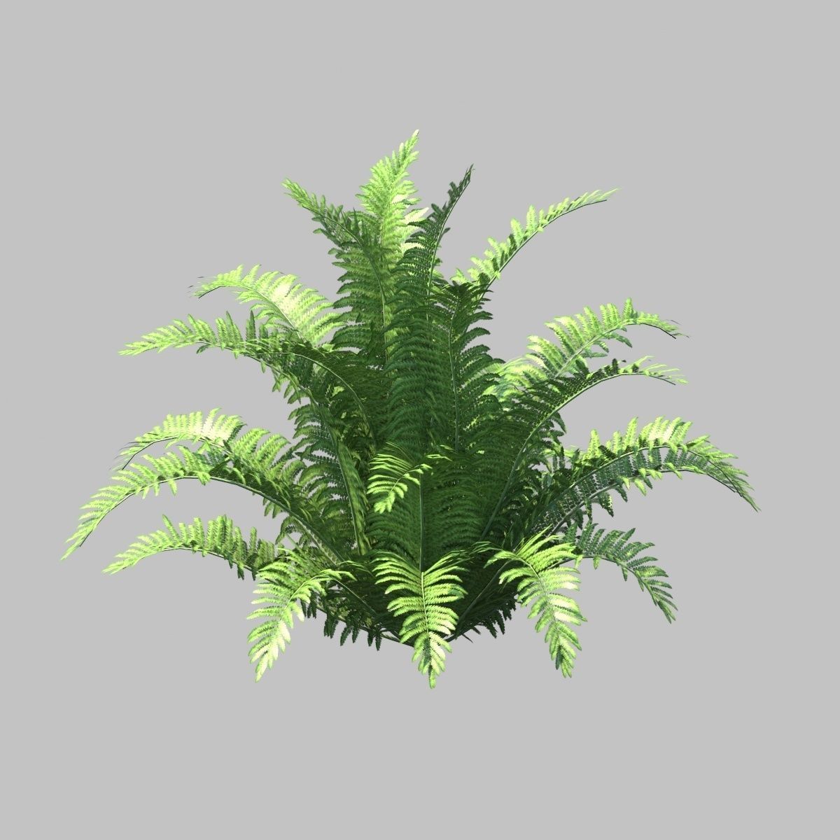 Cinnamon Fern With Animation 3D model animated | CGTrader