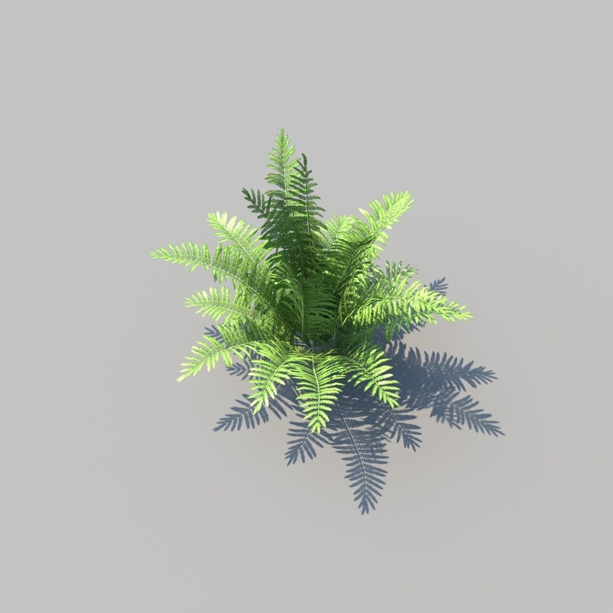 Cinnamon Fern With Animation 3D model animated | CGTrader