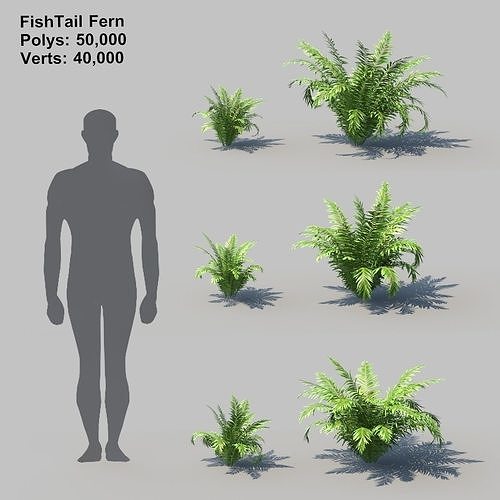 Fish Tail Fern With Animation 3D model animated | CGTrader