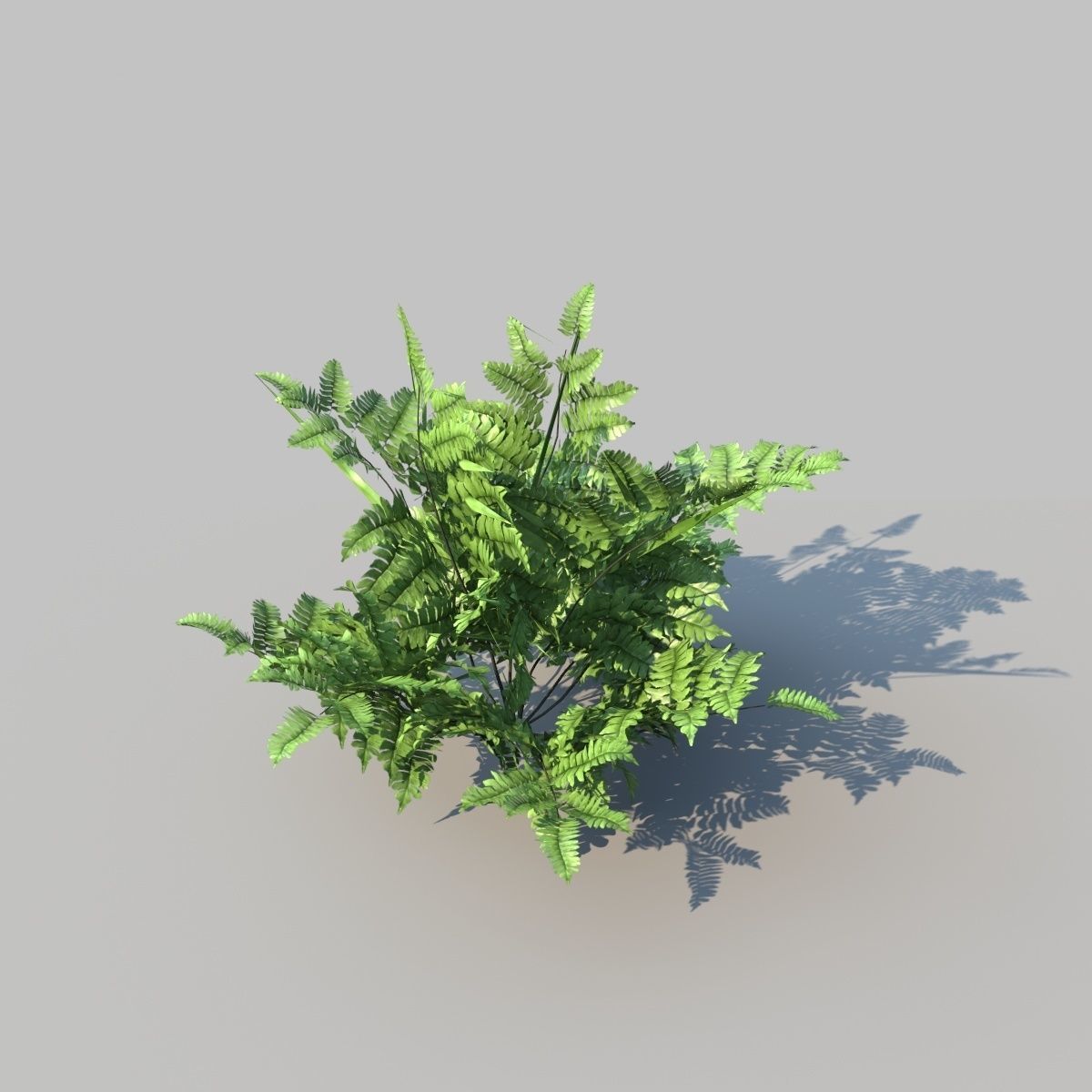 Leather Fern With Animation 3D model animated | CGTrader