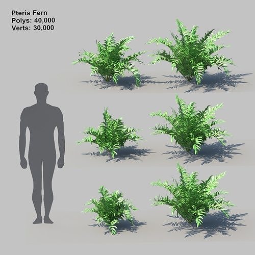 Pteris Fern With Animation 3D model animated | CGTrader