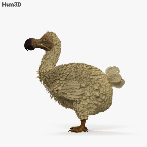 Dodo HD 3D model | CGTrader