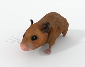 Hamster 3D Models | CGTrader