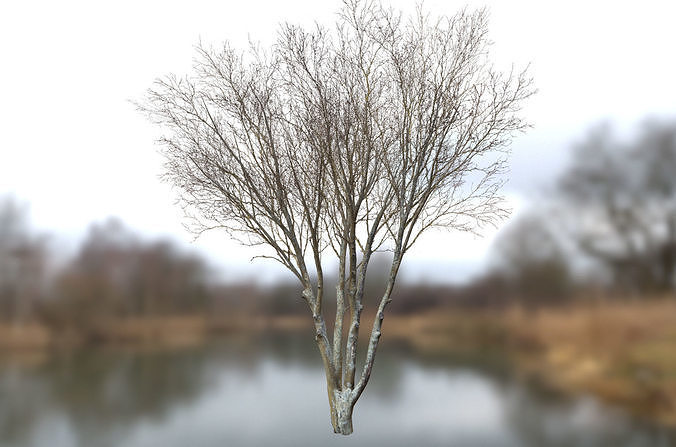 3D model Autumn Dry Tree Scan Full-Size VR / AR / low-poly | CGTrader