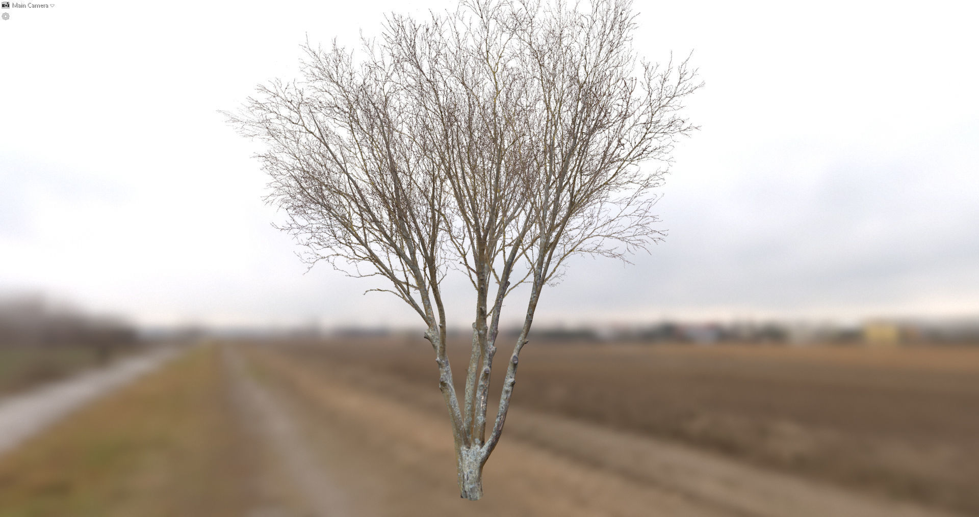3D model Autumn Dry Tree Scan Full-Size VR / AR / low-poly | CGTrader