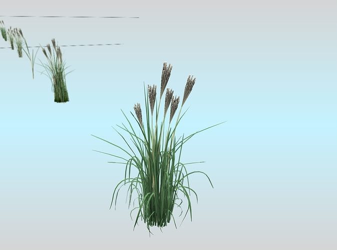 3D model Reeds - Object 13 VR / AR / low-poly | CGTrader