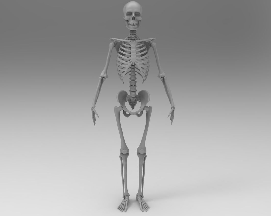 3D model Skeleton low poly and high poly 3D model VR / AR / low-poly ...