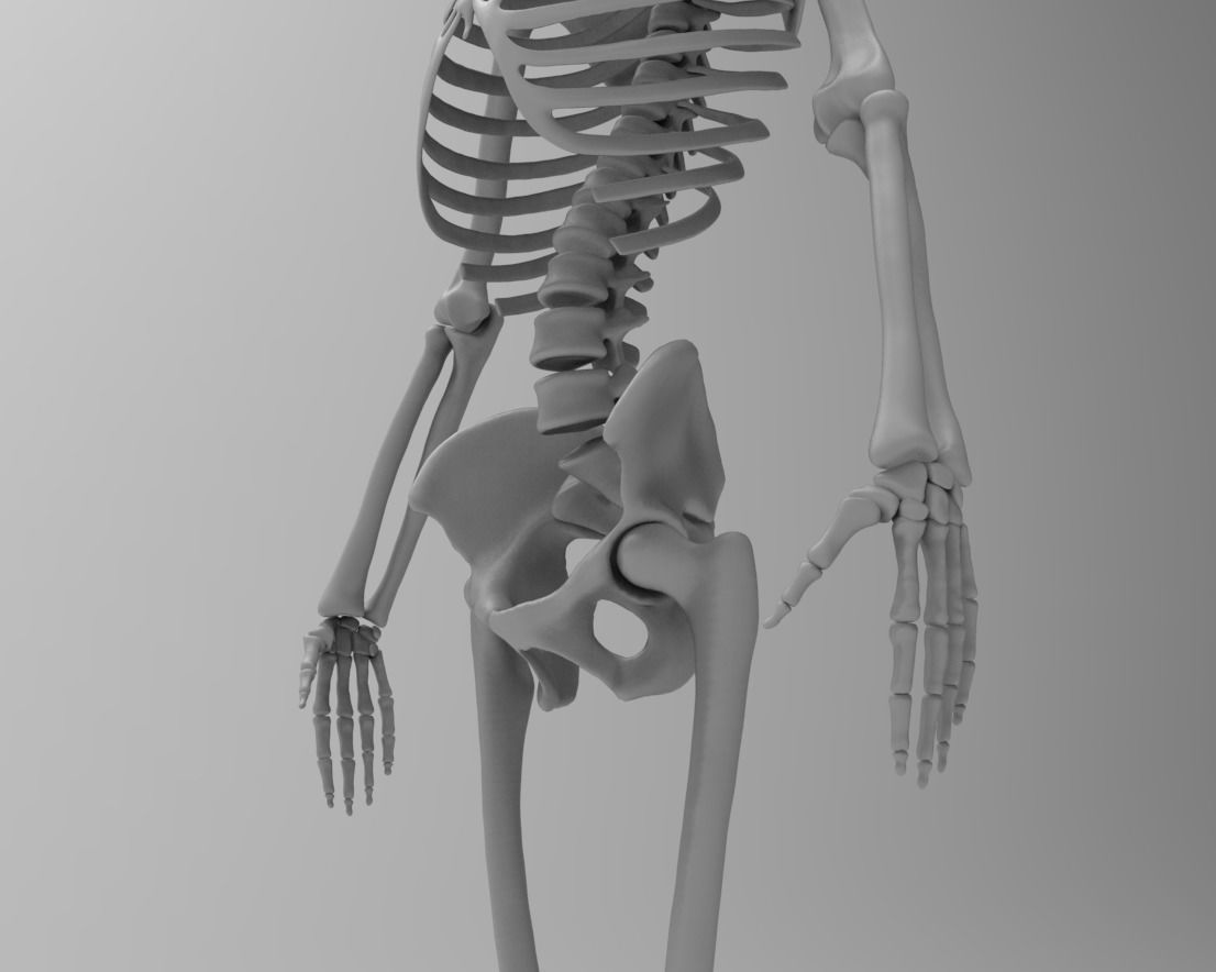3D model Skeleton low poly and high poly 3D model VR / AR / low-poly ...