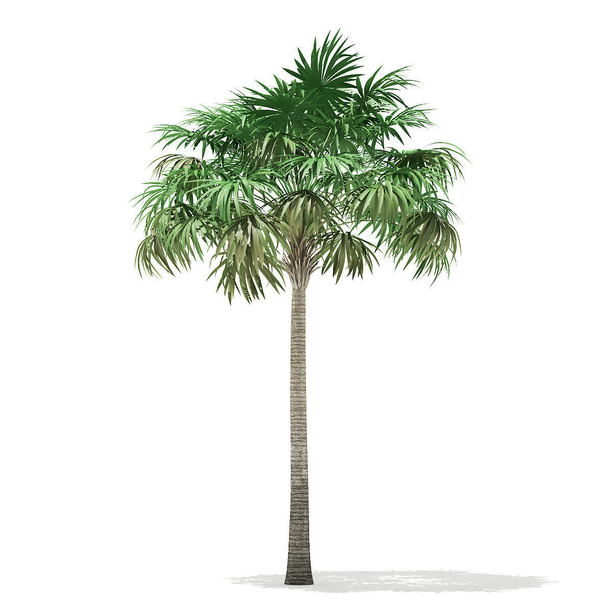 Thatch Palm Tree 3D Model 8m 3D model | CGTrader