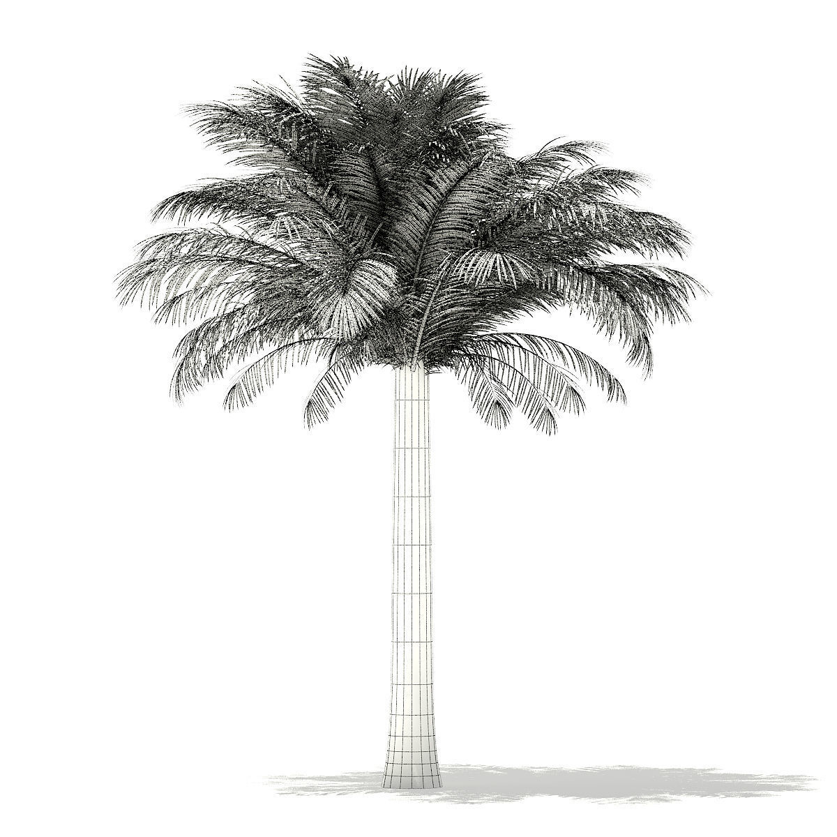 Silver Date Palm Tree 3D Model 5m 3D model | CGTrader