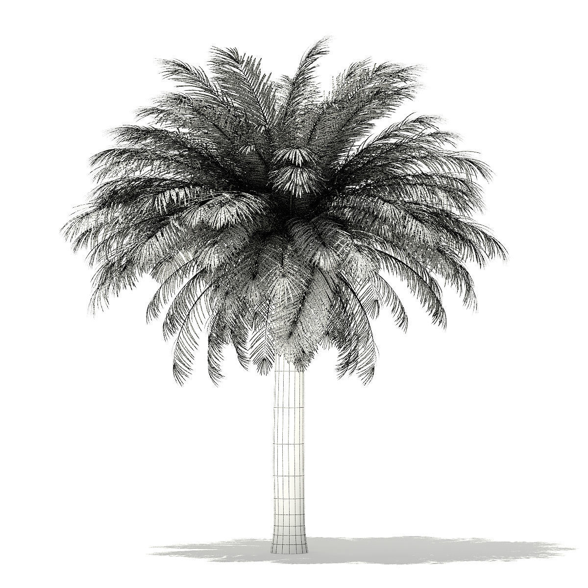 Silver Date Palm Tree 3D Model 6m 3D model | CGTrader