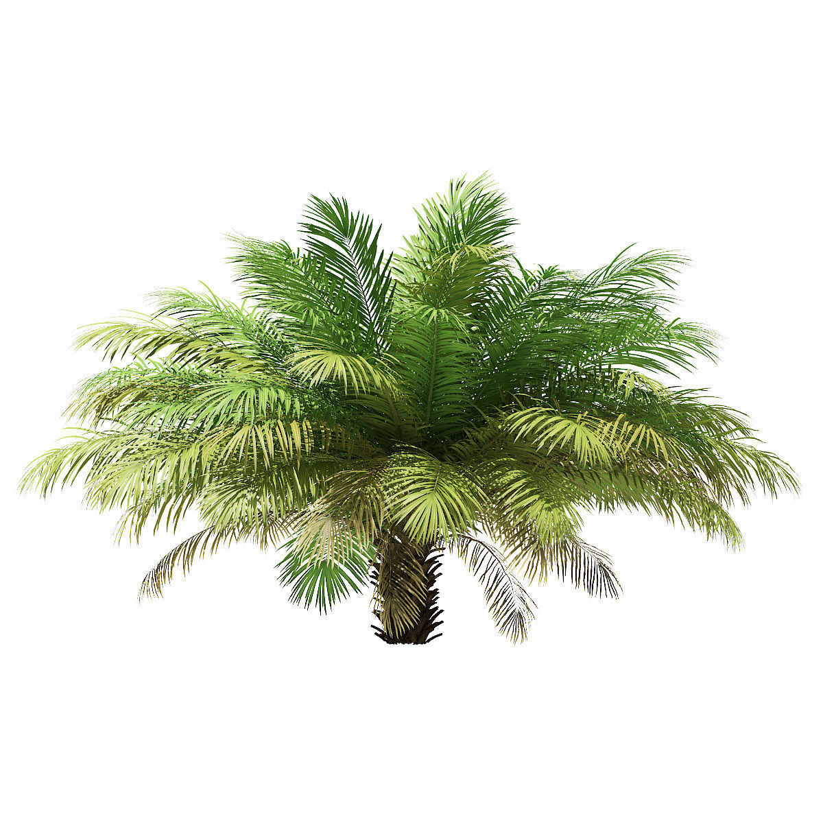 Date Palm Tree 3D Model 2m 3D model | CGTrader