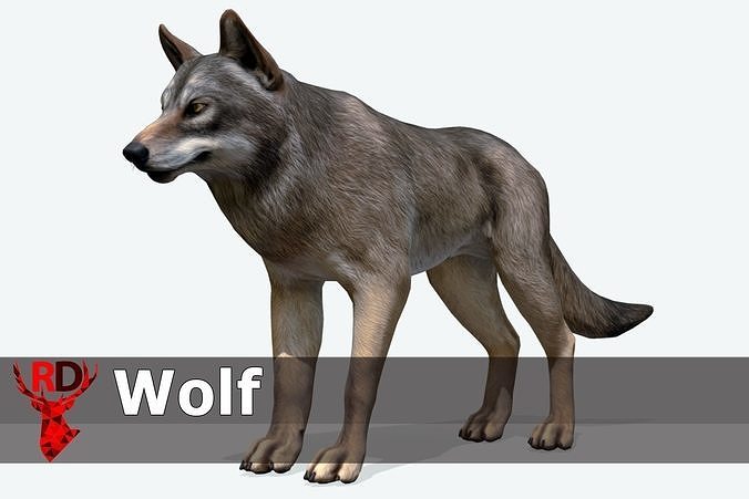 3D model WOLF realistic VR / AR / low-poly rigged animated | CGTrader