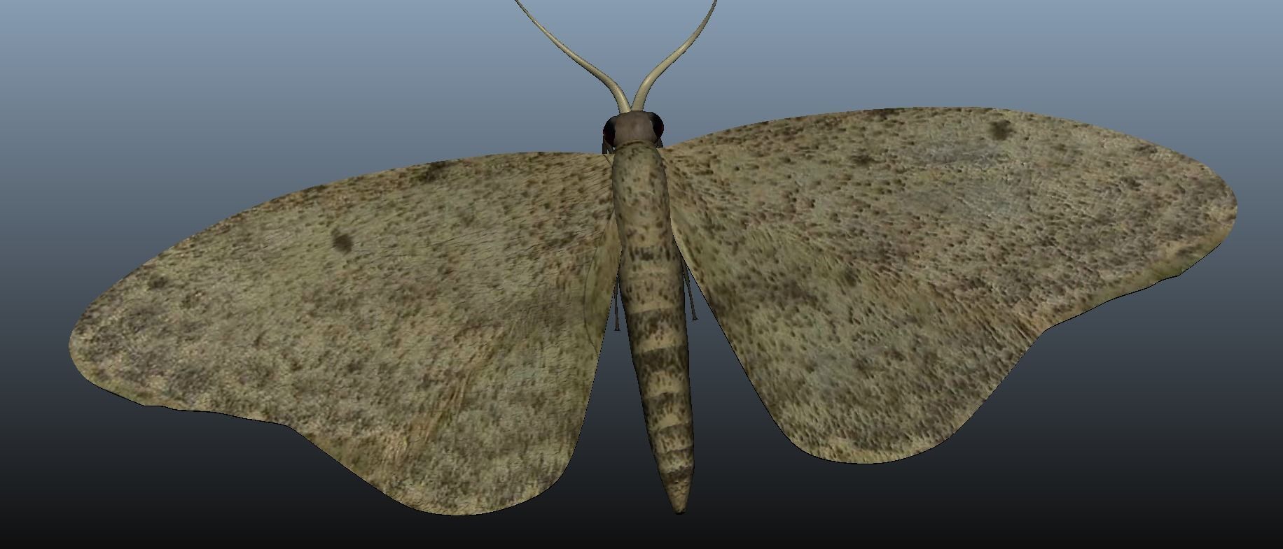 Moth Insect 3D model animated rigged | CGTrader