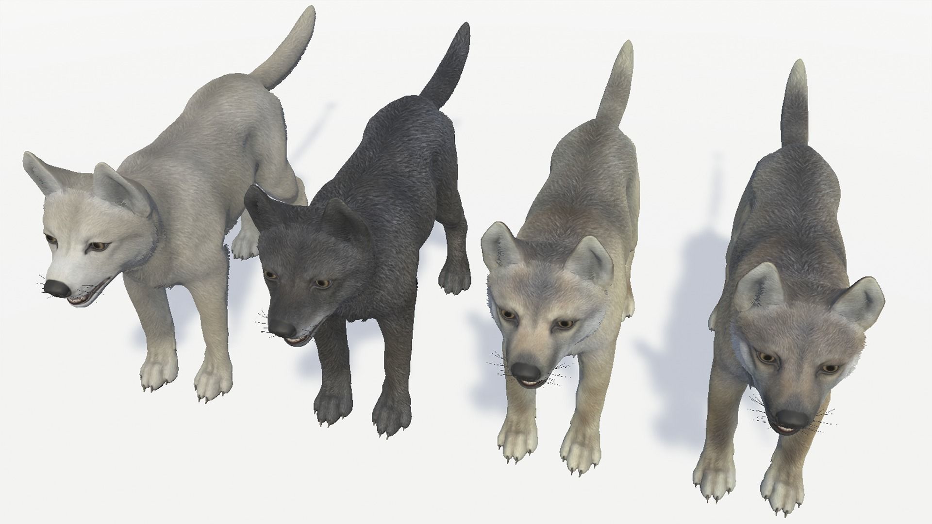 3D model Wolf - Cub VR / AR / low-poly rigged animated | CGTrader