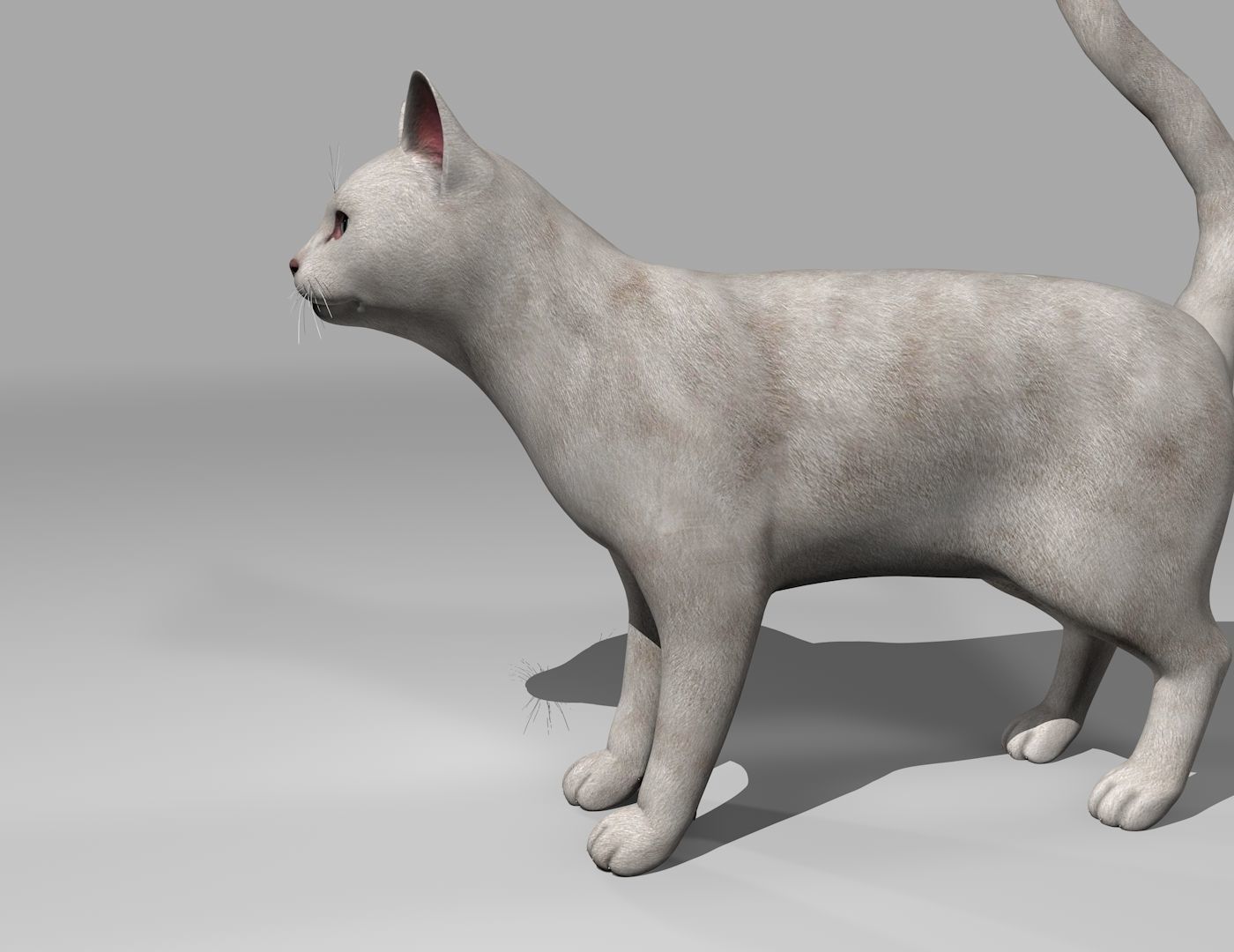 3D model White Cat Rigged VR / AR / low-poly | CGTrader
