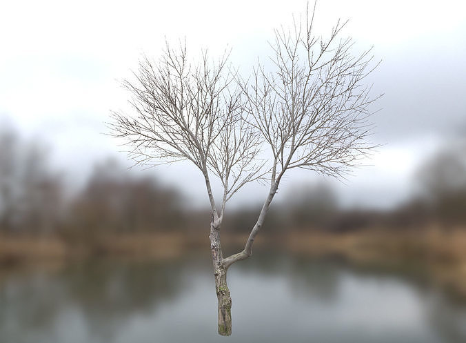 3D model Autumn Dry Tree Scan 2 Full-Size VR / AR / low-poly | CGTrader