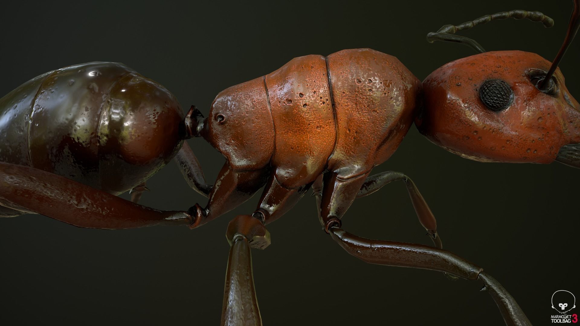 3D model Red Ant Low Poly 3d model VR / AR / low-poly rigged | CGTrader