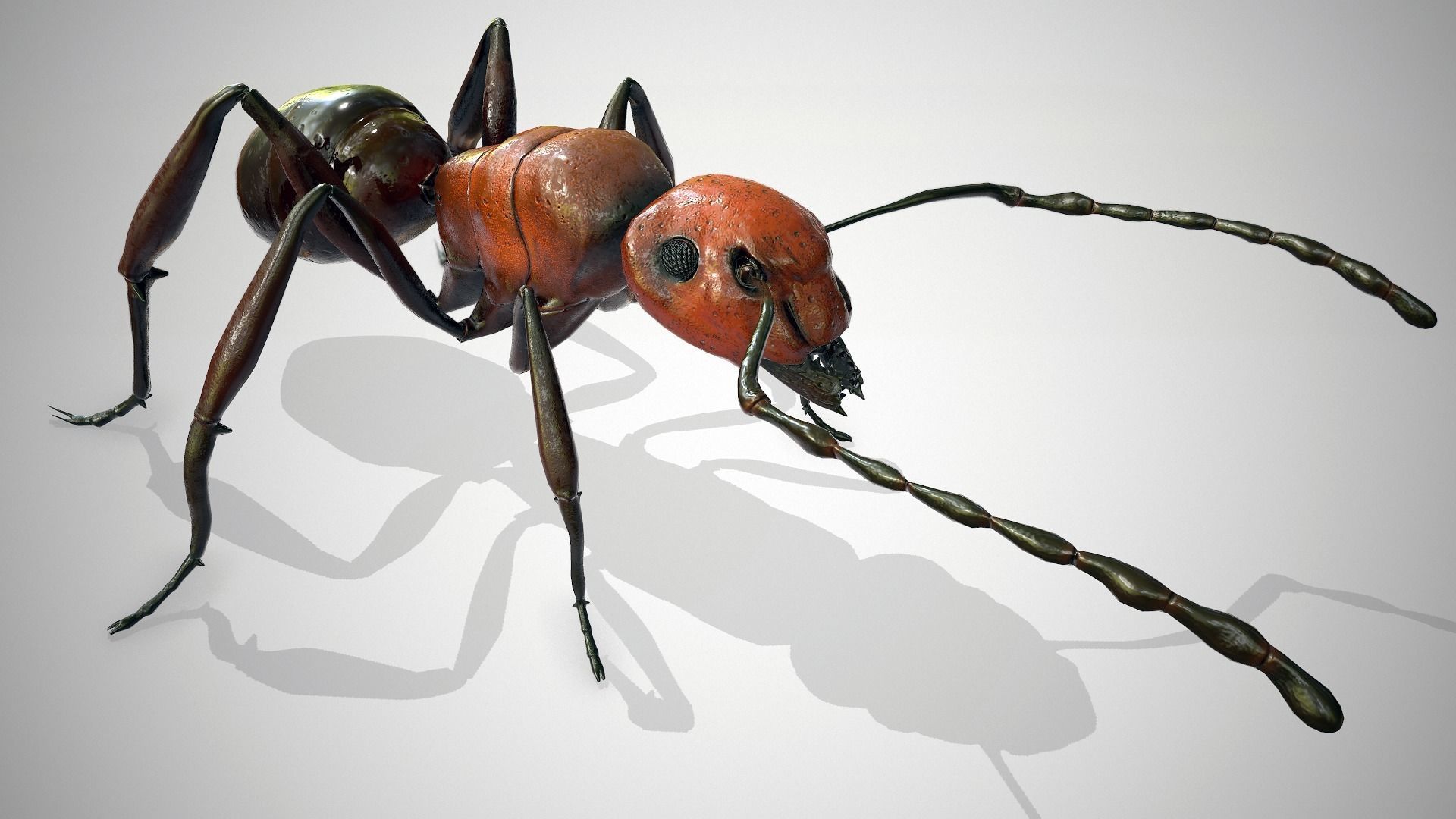 3D model Red Ant Low Poly 3d model VR / AR / low-poly rigged | CGTrader