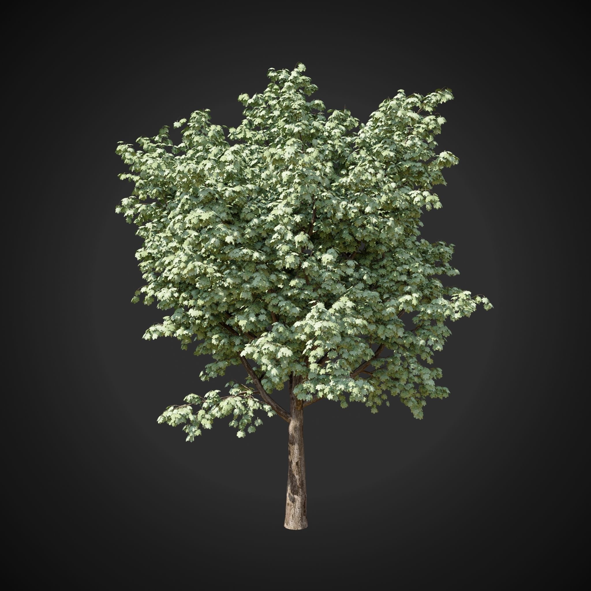 Maple tree 3D model | CGTrader
