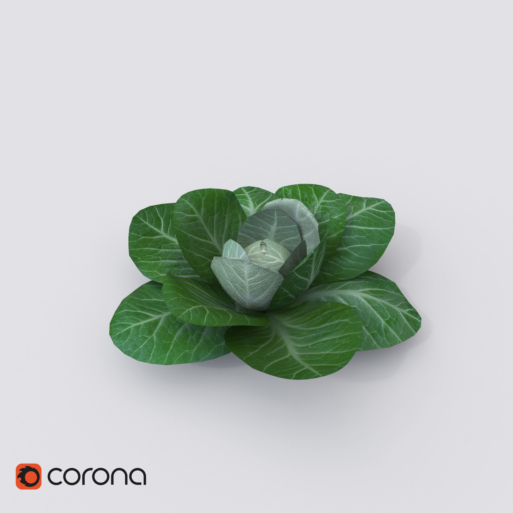 other cabbage 3D | CGTrader