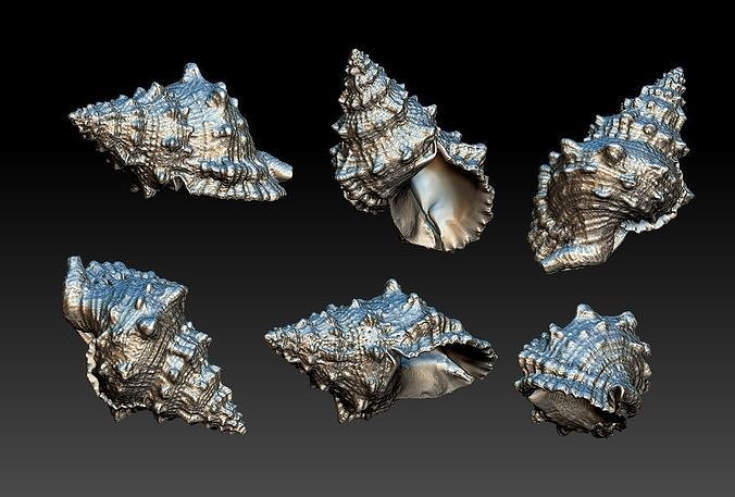 Shell silver shells 3D model 3D printable | CGTrader