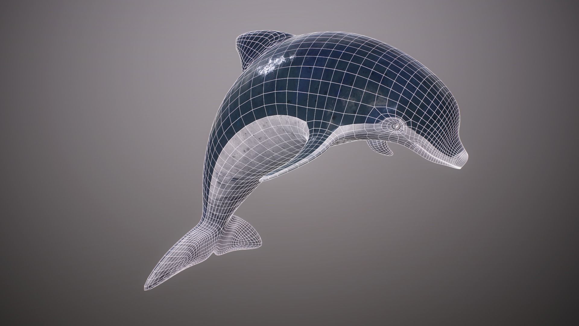 3D model Dolphin VR / AR / low-poly animated | CGTrader