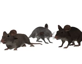 Mouse 3D Models | CGTrader