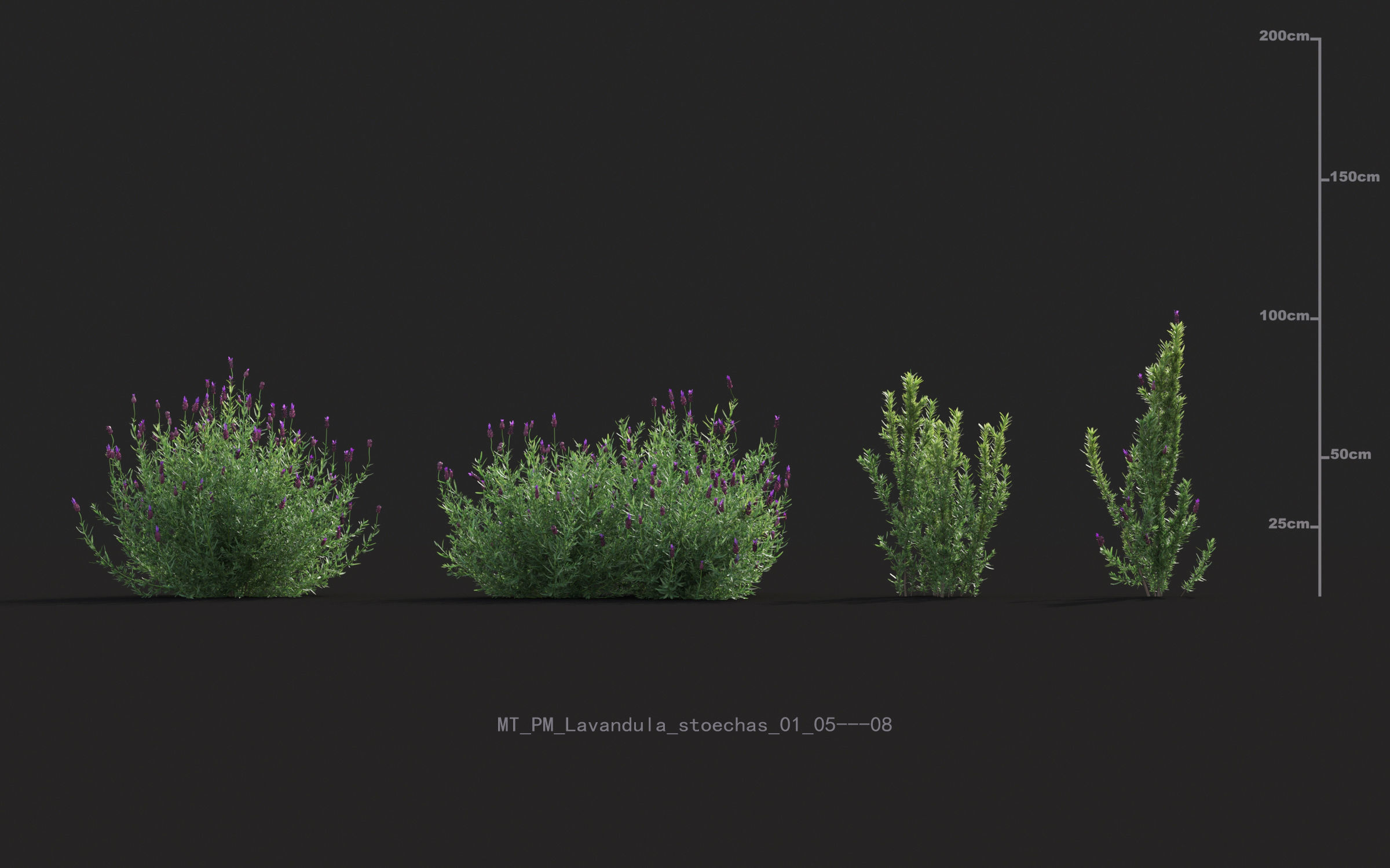 Miscanthus grass collection - Include GrowFX and Mesh file 3D model ...