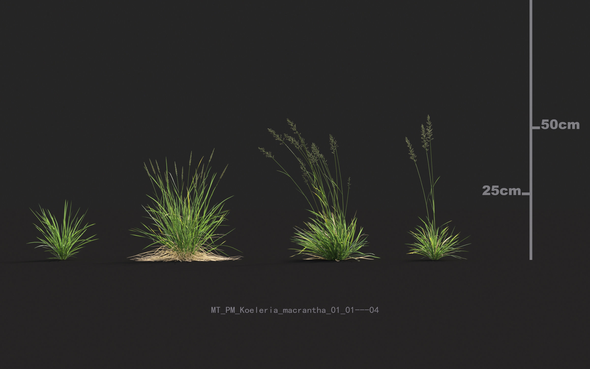Miscanthus grass collection - Include GrowFX and Mesh file 3D model ...