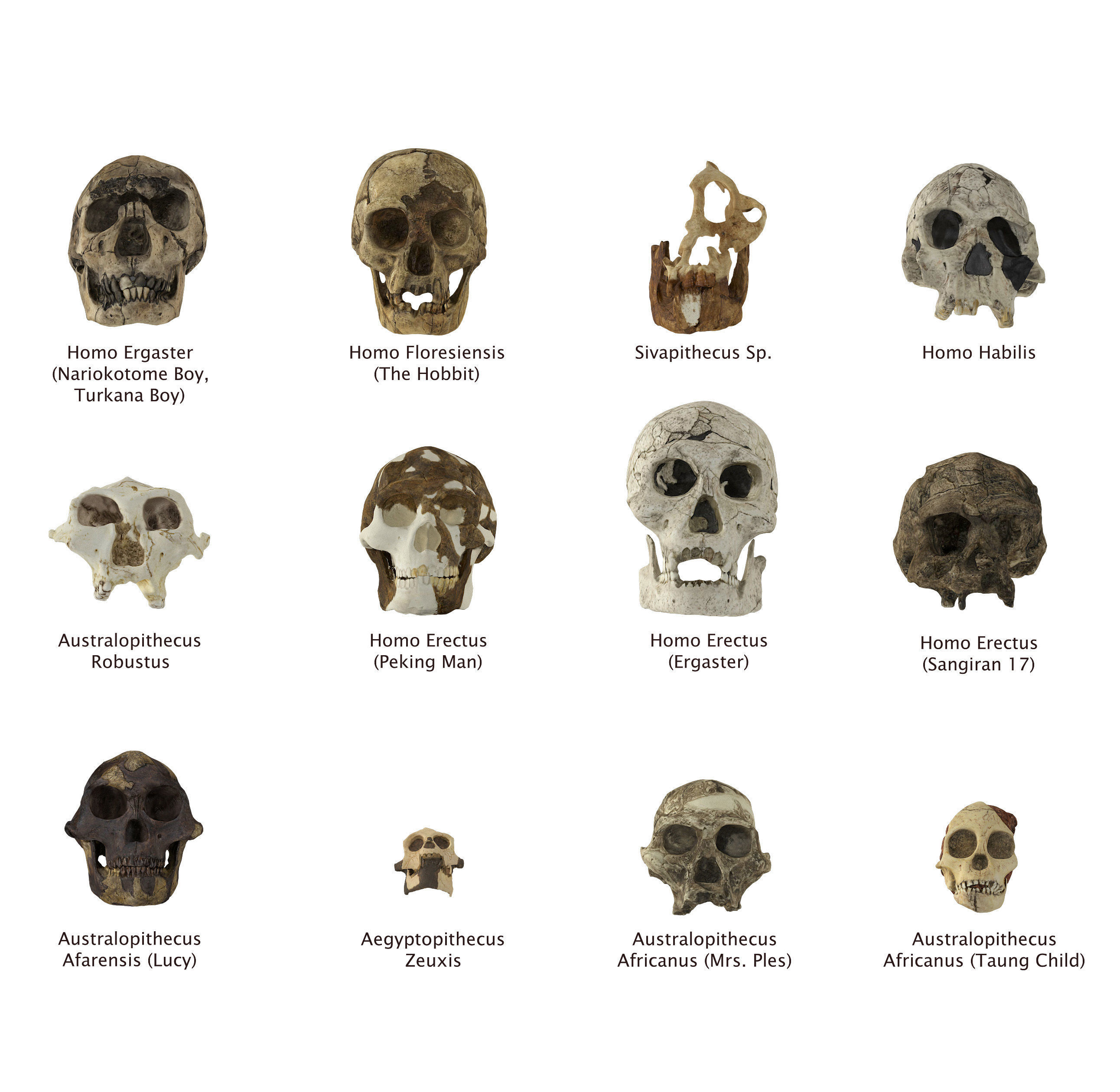 3D model Realistic Australopithecus Afarensis Lucy VR / AR / low-poly ...
