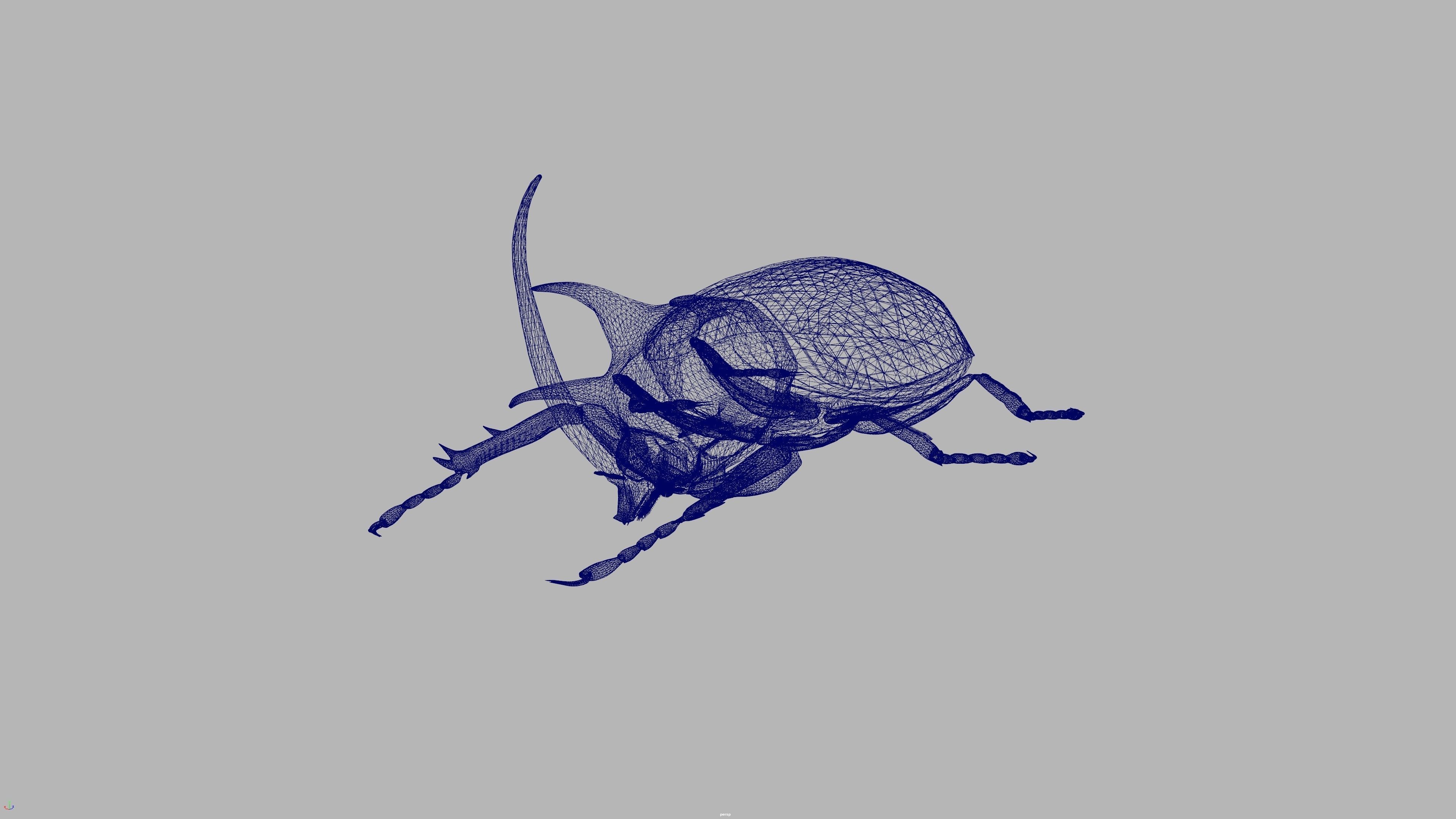 beetle 3D model | CGTrader